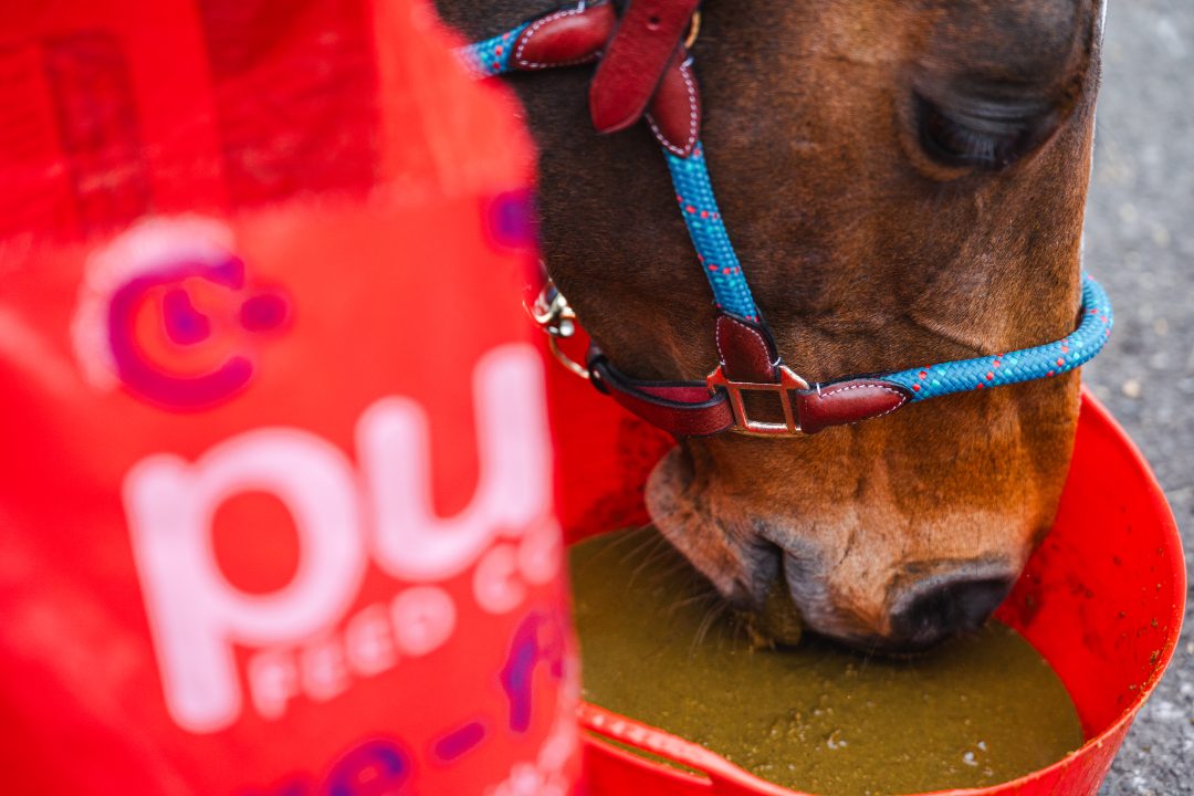 Pure ReFuel | Pure Feed | Horse Feed | Recovery Mash