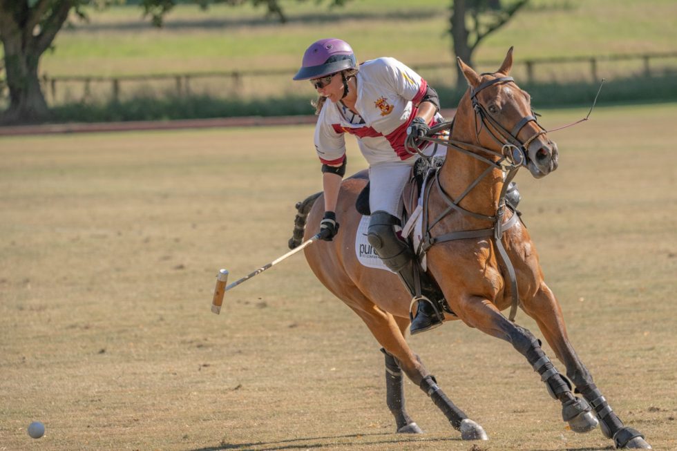 Guide to Feeding a Polo Horse: Tips for Peak Performance