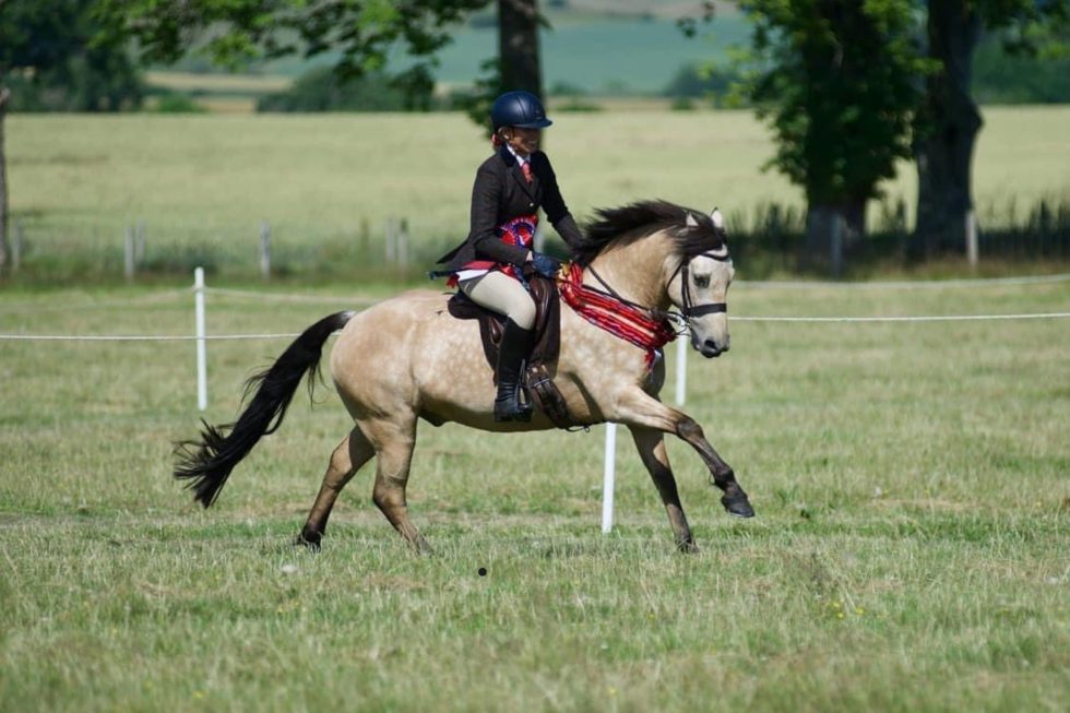 Guide to Feeding a Show Horse: Tips for Peak Performance